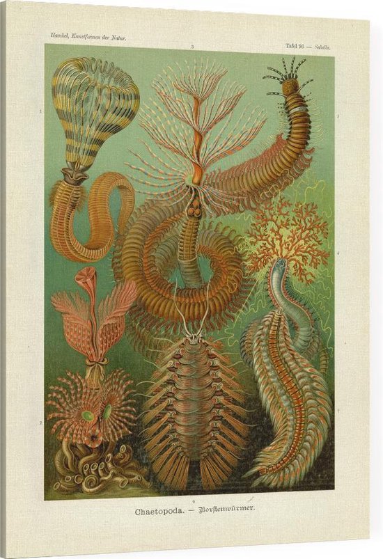 Sabella - Chaetopoda (Kunstformen der Natur), Ernst Haeckel - Foto op ...