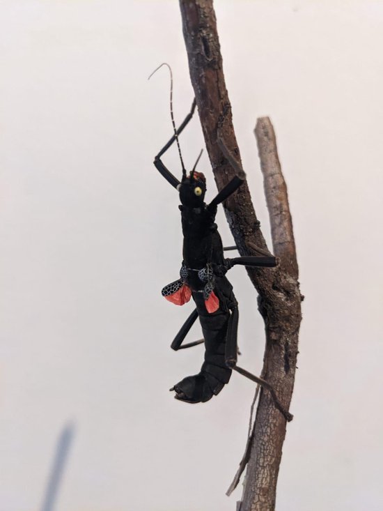 MJ-GOODS_ Wandelende takken eitjes. _Black Beauty_ Peruphasma schultei ...