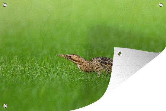 Tuindecoratie Een roerdomp loopt laag door de graslanden - 60x40 cm ...