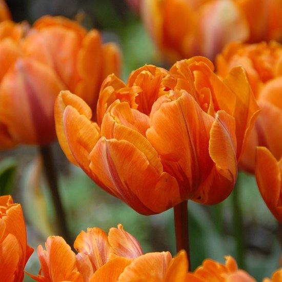 Tulp Orange Princess | 10 stuks | Dubbel laat | Oranje | Rood | bol