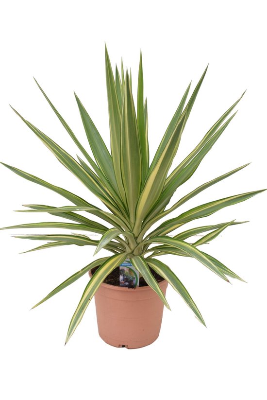 Yucca elephantipes 'Jewel' (Pot 26 cm) | bol