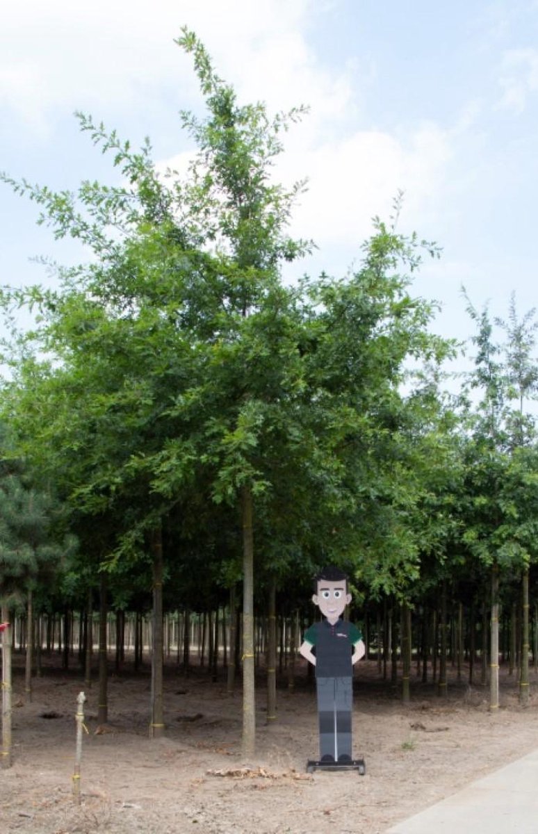Moeraseik volgroeid Quercus Palustris h 700 cm st. omtrek 27,5 cm | bol