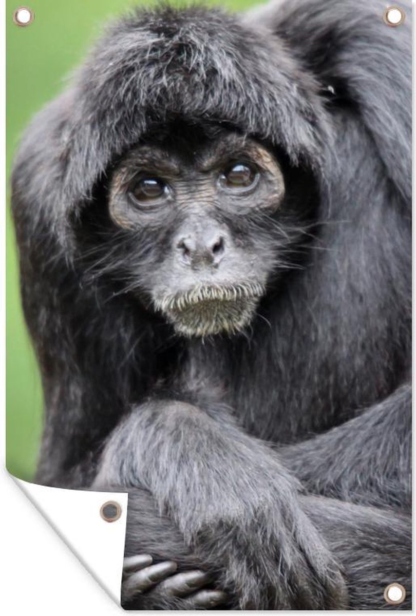 Muurdecoratie Een zwarte slingeraap uit de dierentuin - 120x180 cm ...