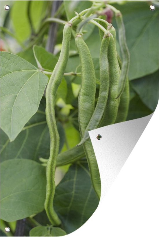 Gros plan d'un bouquet de haricots verts poussant sur une plant Affiche ...