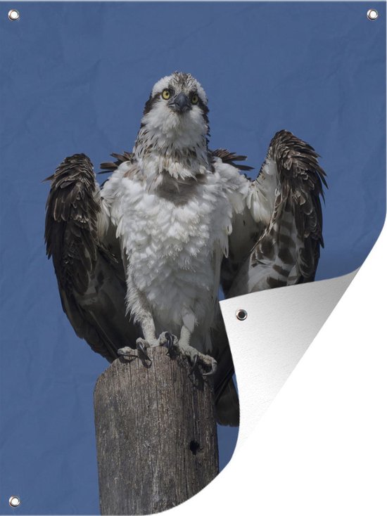 Affiche de jardin Osprey - Osprey battant des ailes sur un poteau ...
