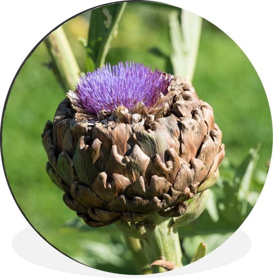 Un cardon aux contours secs Cercle mural aluminium ⌀ 90 cm - impression ...