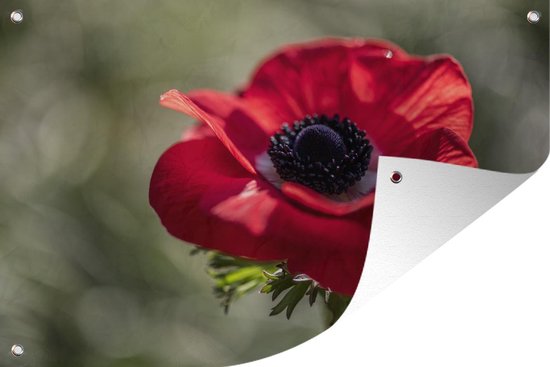 Tuinposter Rode anemoon in het zonlicht - 100x60 cm - Wanddecoratie ...