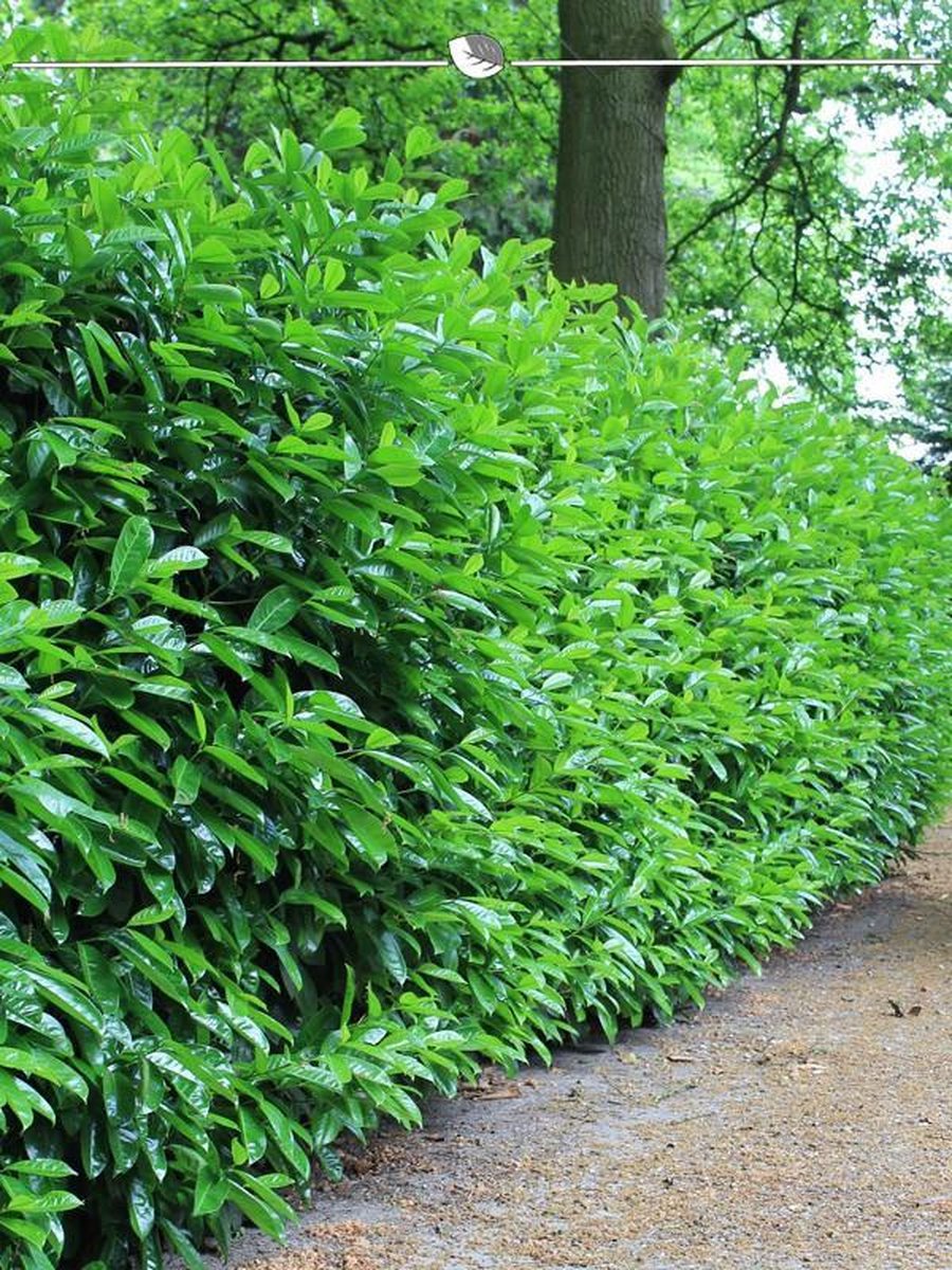 Laurier Prunus Novita 120-140 cm, 12x Haagplant | bol.com