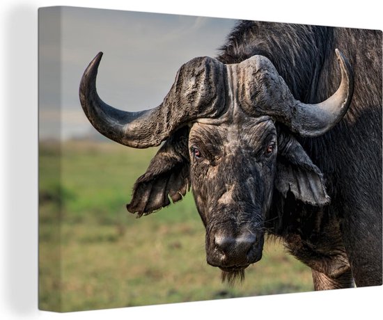Canvas Schilderijen Buffel met littekens op zijn gezicht - 30x20 cm ...