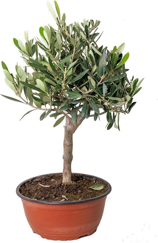Olijfboom | Olea Europaea - Buitenplant in kwekerspot ⌀21 cm - ↕30-40 ...