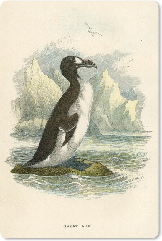 Gekleurde tekening van de Reuzenalk | bol.com