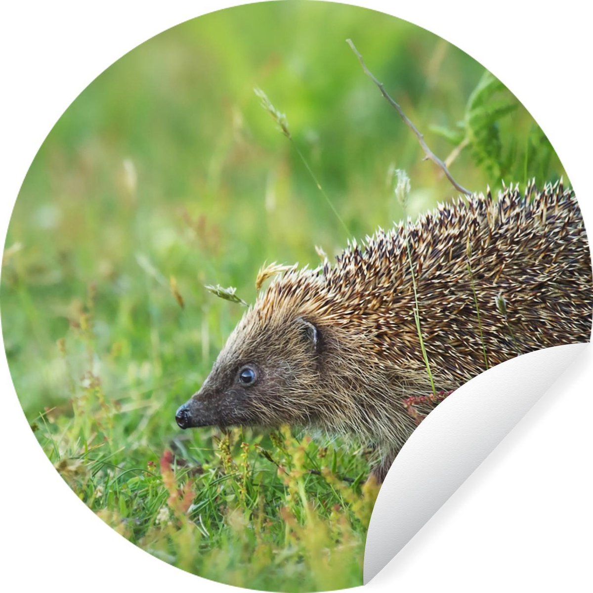 Wallpaper Circle - Hérisson - Herbe - Marron - 100x100 cm - Wall Circle ...