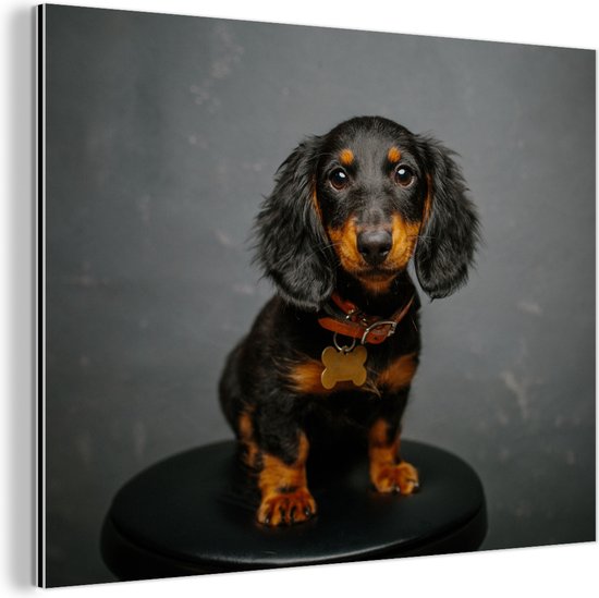 Wanddecoratie Metaal - Aluminium Schilderij - Studio foto van teckel ...