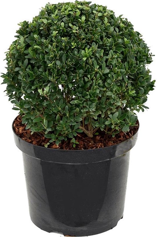Buxus vervanger Ilex Crenata Dark Green Bol M 55 cm tuinplant | bol