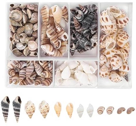 Set van 100 Natuurlijke Schelpen voor Doe-Het-Zelf Projecten en ...