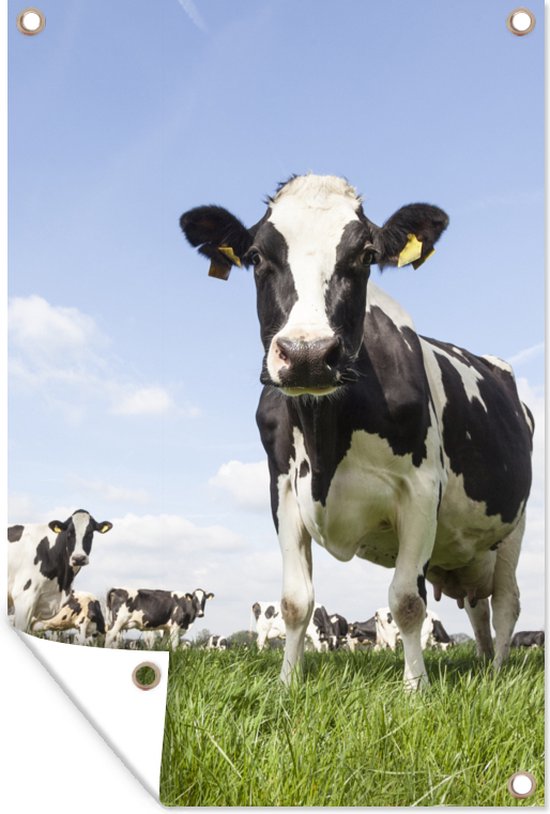 Posters de jardin extérieur Vaches - Herbe - Animaux - Soleil - Ferme ...