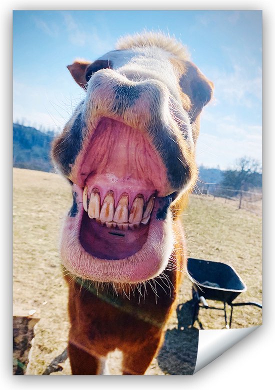 Ezel Lachend Poster - Paard - Gebit - Schilderij - Foto - Print - Groot ...