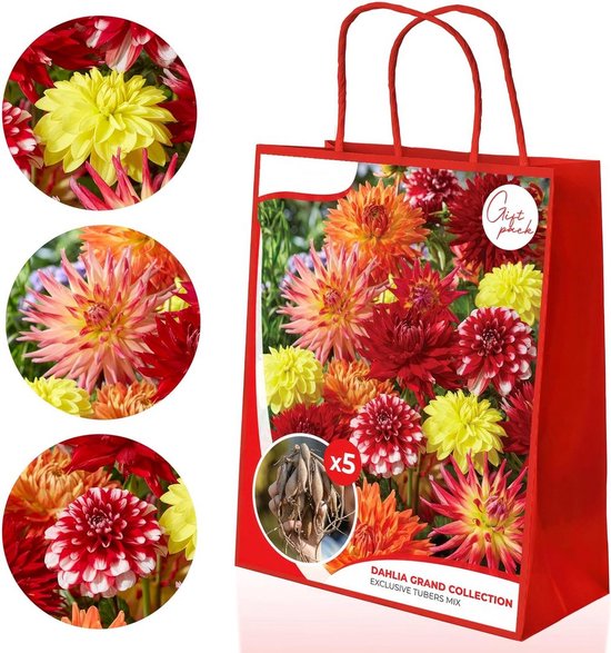 Dahlia - Grand collectie - Bloembollen - 5 stuks - Meerkleurig - Bloem ...