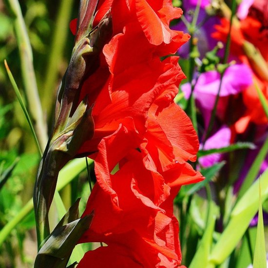 Plant in a Box - Bollen uit Holland - 250 stuks - Bloembollen - Mix met ...