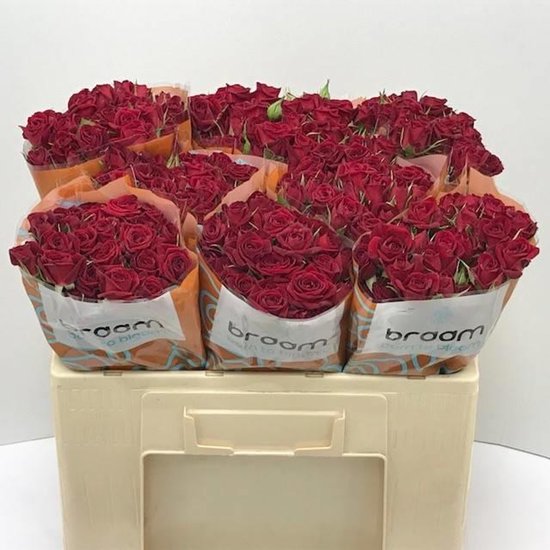 10x Rosa rubicon 50cm | bol