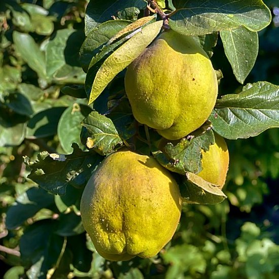 Cydonia oblonga 'Vranja', Kweepeerboom, 5 liter pot | bol