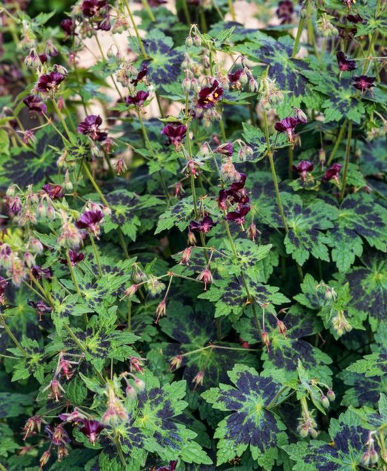 Plants Online - Tuinplanten - Vaste planten - Set van 3 - Geranium ...