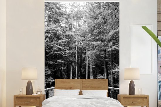 Behang - Fotobehang Gang door bomen in bos Big Sur in Verenigde Staten ...
