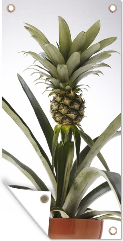 Décoration murale extérieure Plante Ananas - Pot - Lumineuse - 80x160 ...