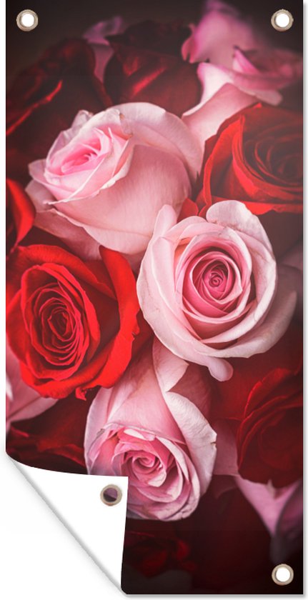 Affiche de jardin Un gros plan d'un bouquet de roses roses et rouges ...