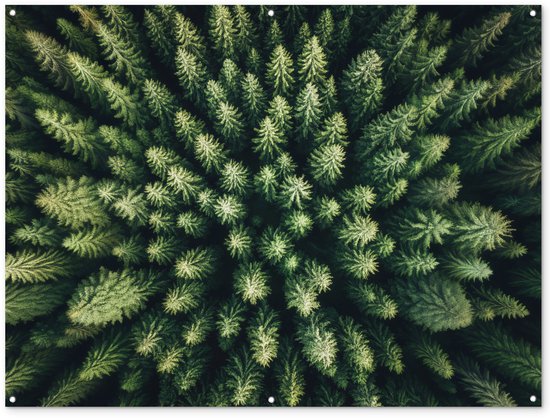 Tuinposter 160x120 cm - Tuindecoratie Bomen - Naaldwoud - Structuur ...