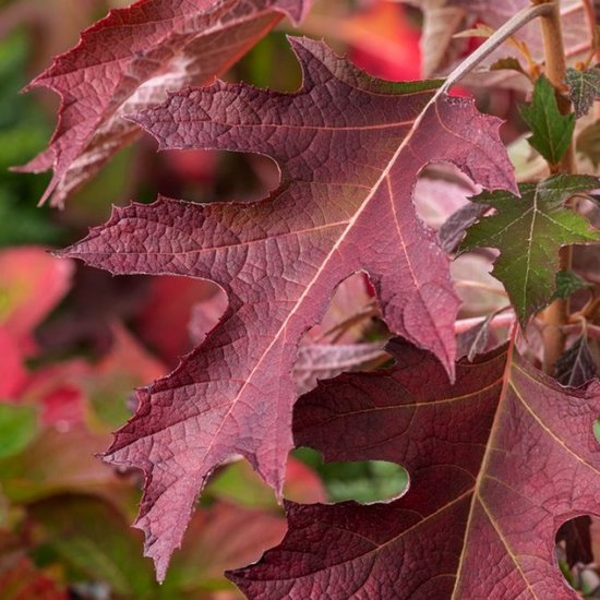 Plants Online - Set van 1 - Hydrangea quercifolia Ice Crystal 30- 40cm ...