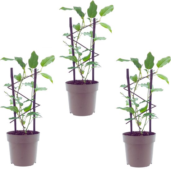 Mini Kiwi 'Issai' (Actinidia arguta) - Tweeslachtig - kleinfruit ...