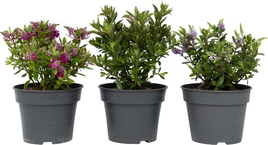 Plant in a Box - Hebe All Blooms 'Siara', 'Ranaia', 'Samona' - Hebe ...