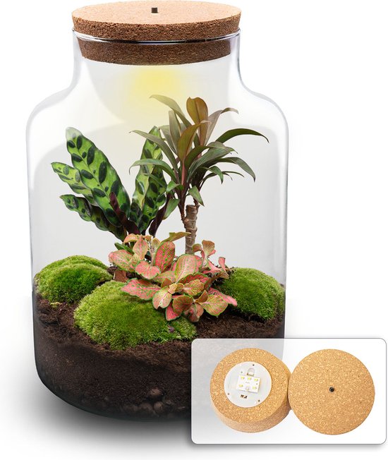 Planten terrarium - Milky Palm - Ecosysteem plant - ↑ 30 cm | bol