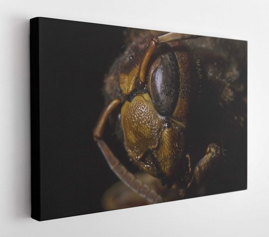Hornet close-up, dood dier (Vespa crabro) - Modern Art Canvas ...