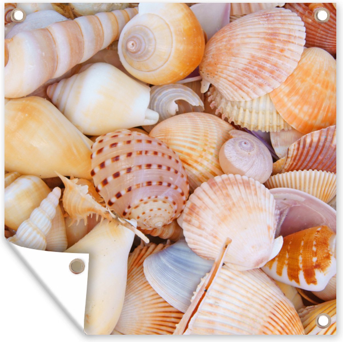 Tuinposters Schelpen - Strand - Zomer - Oranje - 50x50 cm | bol.com