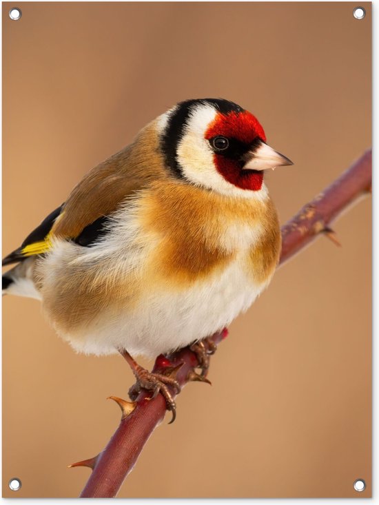 Tuinposter - Vogel - Putterje - Plant - Natuur - Rood 60x80 cm - Tuin ...