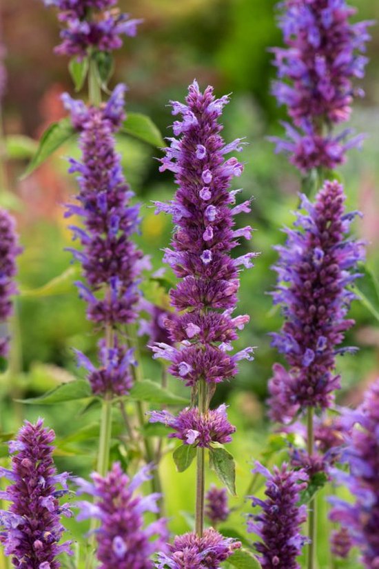Plants Online - Tuinplanten - Vaste planten - Set van 5 - Agastache ...