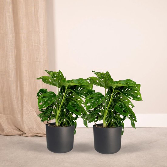 Hello Plants Monstera Monkey Leaf Gatenplant - 2 Stuks - Ø 12 cm - Hoogte: 30 cm -... | bol