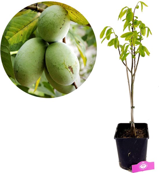 Asimina Triloba, Pawpaw boom, 5 liter pot | bol