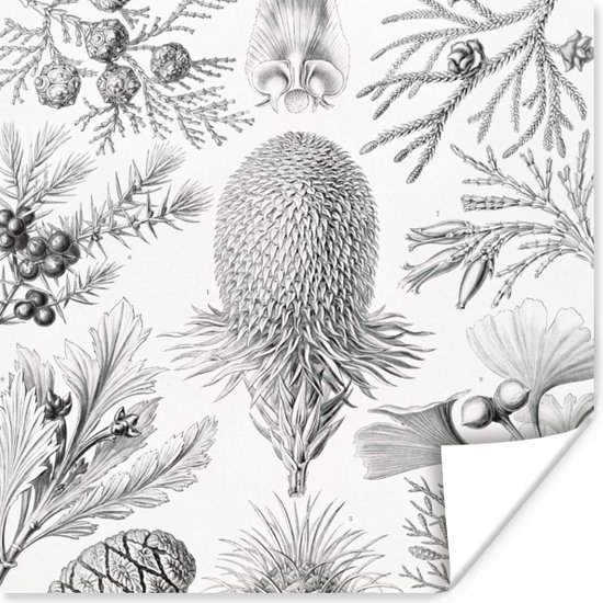 Poster - Ernst Haeckel - Kamer decoratie aesthetic - Natuur - Vintage ...