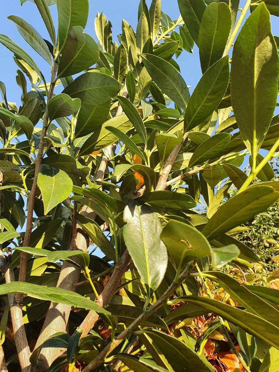 Laurierboom - Prunus laurocerasus Caucasica | Omtrek: 18-25 cm | Hoogte ...