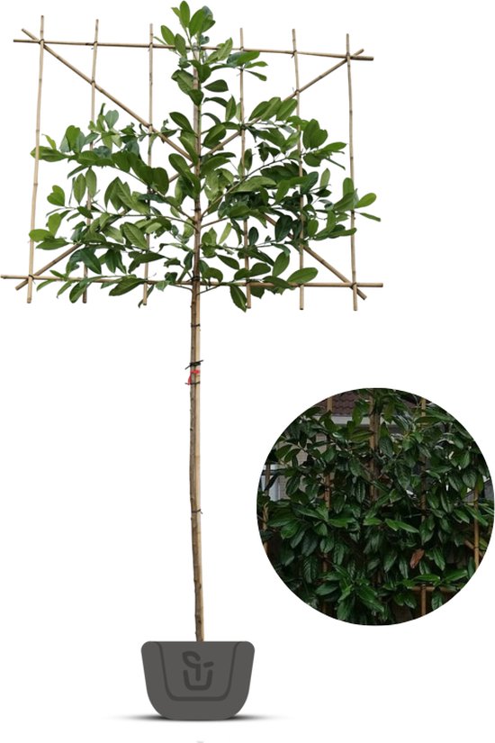 Leilaurier | Groenblijvende leiprunus | Stamomtrek: 8-10 cm ...