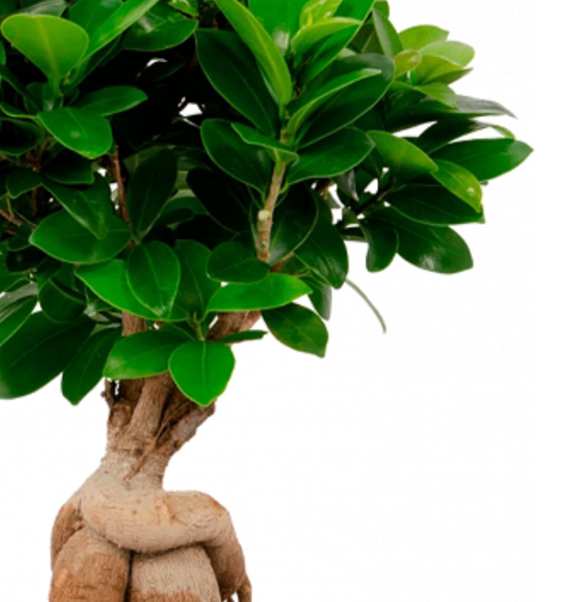 WLplants - 2x Ficus Ginseng - Bonsai – Kamerplant – Bonsai boompje - ± ...