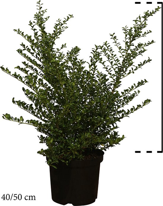 10 stuks | Japanse hulst Convexa Pot 40-50 cm | Standplaats: Half ...
