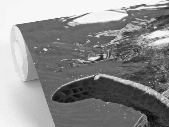 Fotobehang Schildpadn in zwart wit - Schildpad duikt in water in zwart-wit breedte 330... | bol