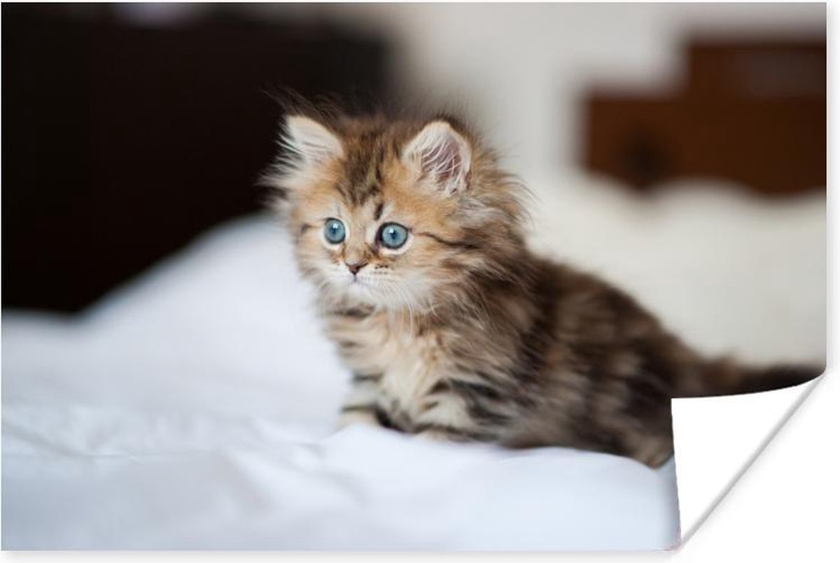 Poster Schattige Perzische kitten - 180x120 cm XXL | bol.com