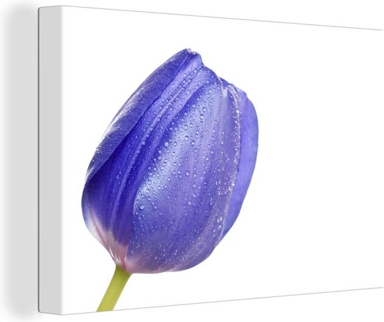Canvas Schilderij Blauwe tulp met waterdruppels - 150x100 cm ...
