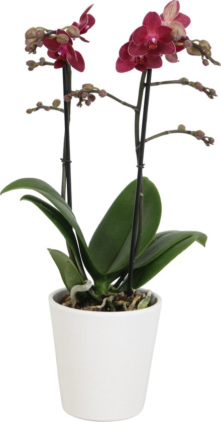 Orchidee | Plant in pot | Orchidee van vriendschap en om te zeggen: ik ...