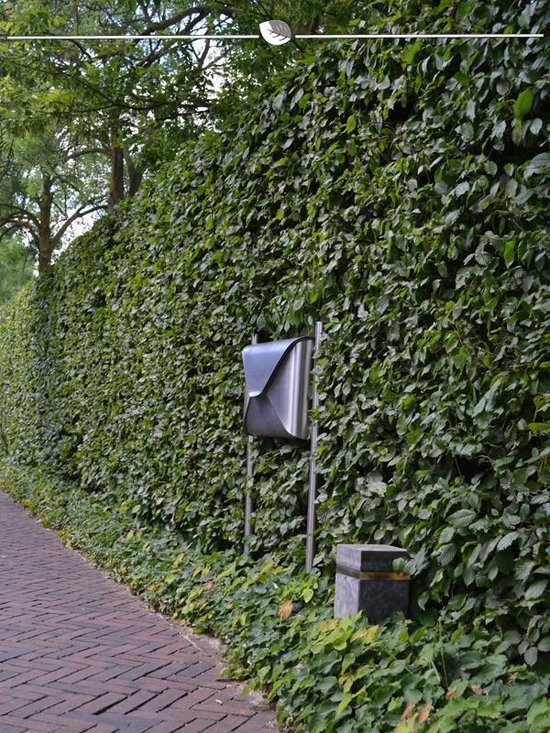 Groene Beuk Fagus sylvatica 175-200 cm in Pot, 12x Haagplant | bol